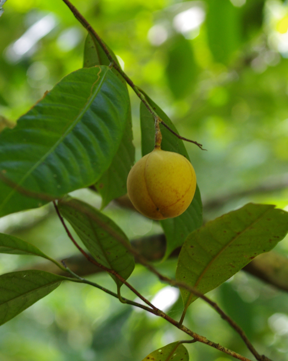 Biji Pala | Nutmeg – Banda Estate Spices